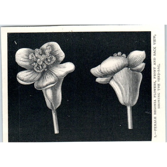 None | Other | Begonia Flowers Front And Back View 897 Victorian ...